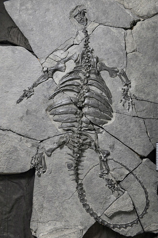 Oldest beaked turtle fills evolutionary gap-China Story